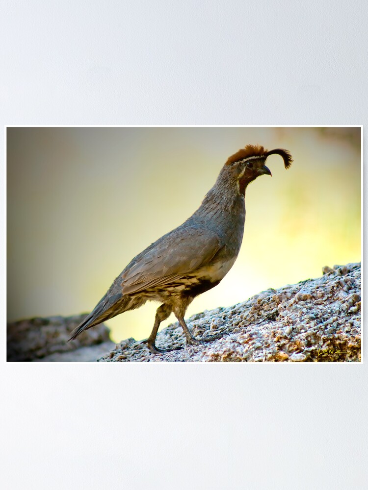 "Quail" Poster for Sale by gemlenz | Redbubble