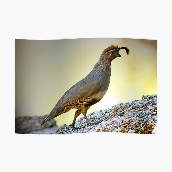"Quail" Poster for Sale by gemlenz | Redbubble