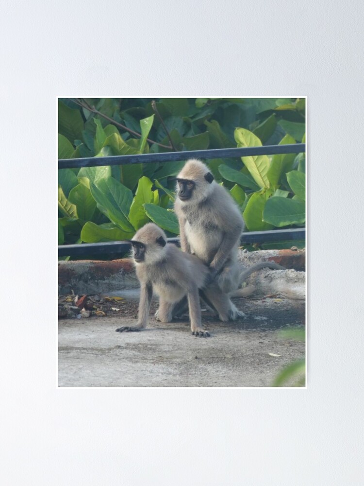 "Humping monkeys" Poster for Sale by Yoov154 | Redbubble