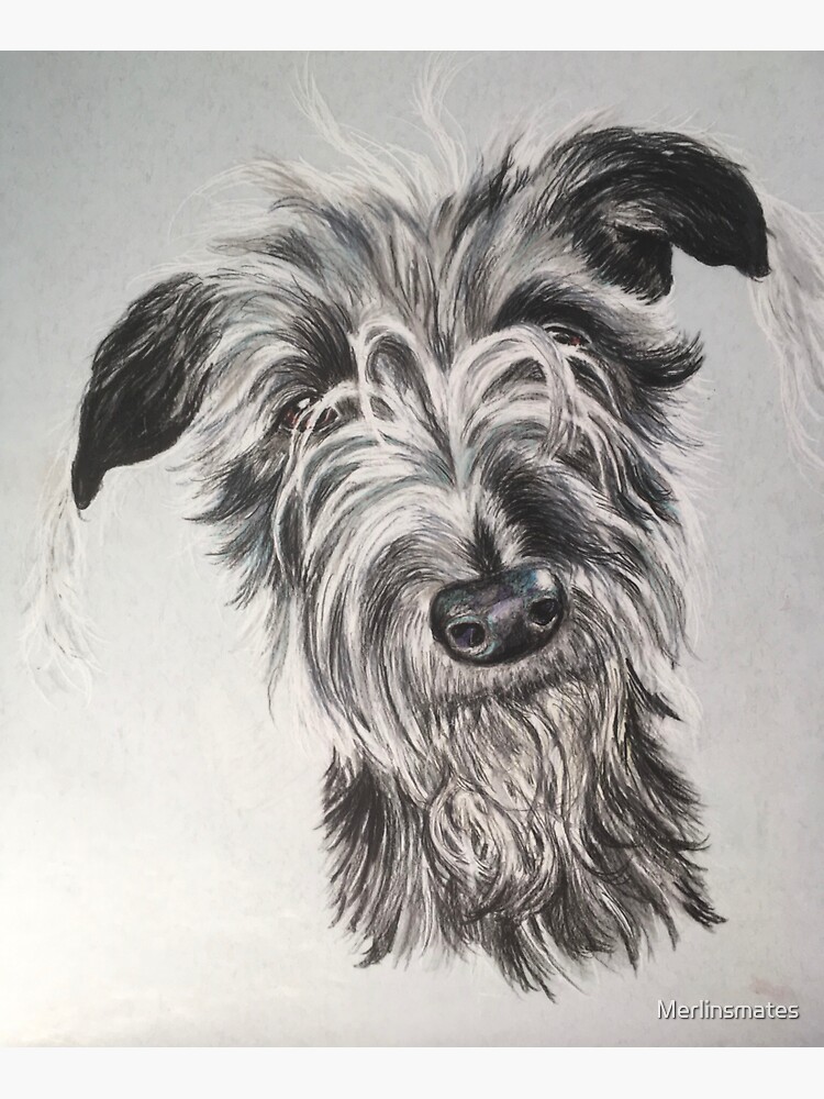 "Scruffy Lurcher" Sticker for Sale by Merlinsmates | Redbubble