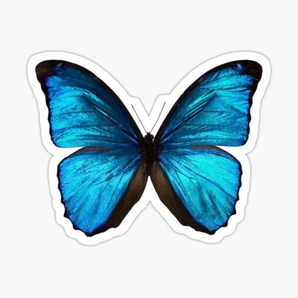 "Blue Butterfly" Sticker for Sale by closofly | Redbubble