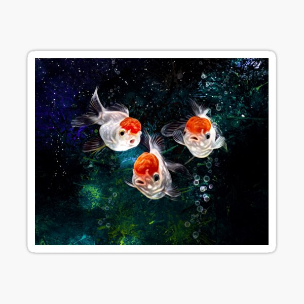 "A Curious Group Of Red Cap Oranda Goldfish " Sticker by Digital ...