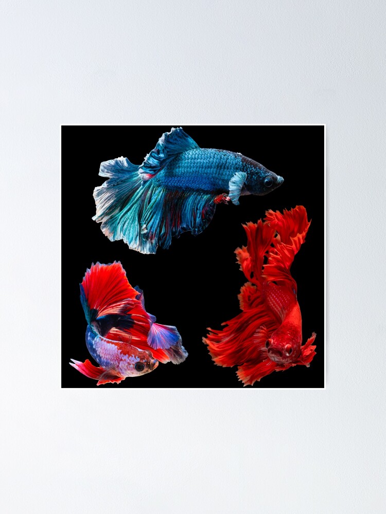 "Betta Fish Pack" Poster for Sale by yawnni | Redbubble