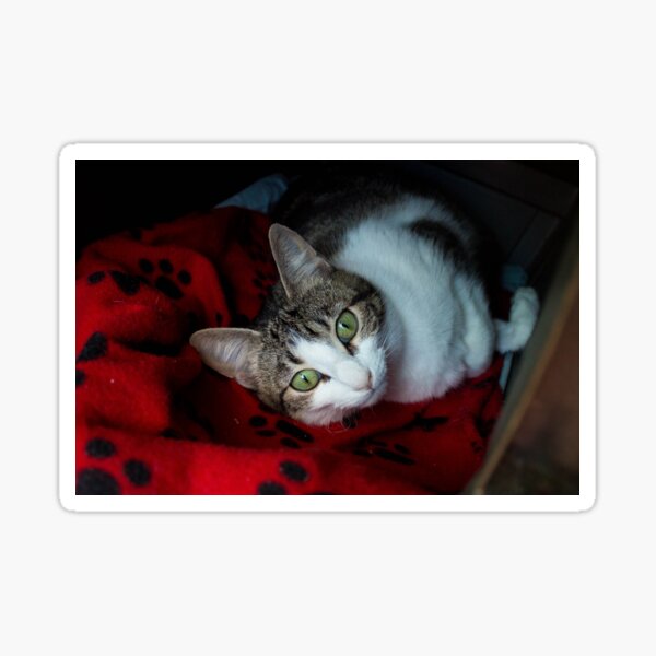 "Rescue Nelly" Sticker for Sale by ErinJain | Redbubble