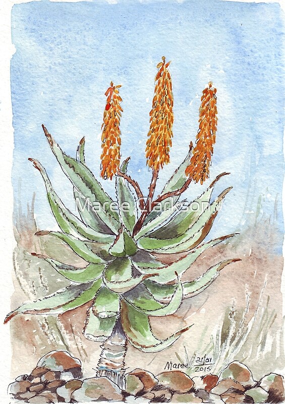 "Aloe ferox painting 1" by Maree Clarkson | Redbubble