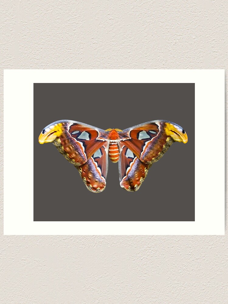 "Atlas Moth | Attacus atlas | Bug Collector | ACNL ACNH | Entomologist ...