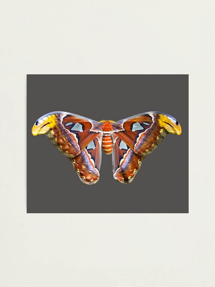 "Atlas Moth | Attacus atlas | Bug Collector | ACNL ACNH | Entomologist ...