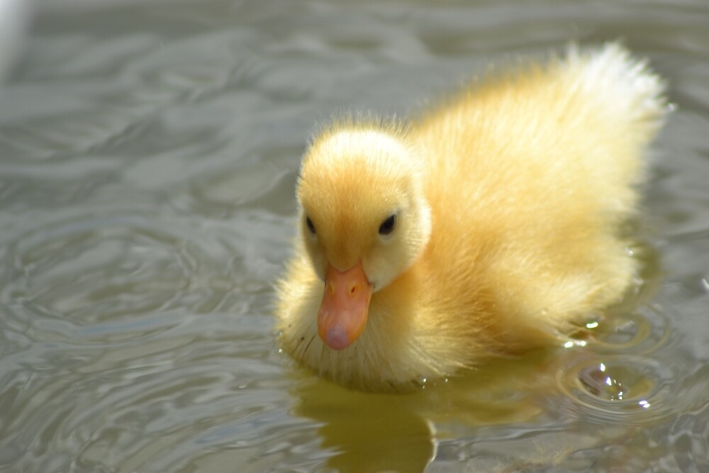 So Cute By Theashutterbug Redbubble 2024