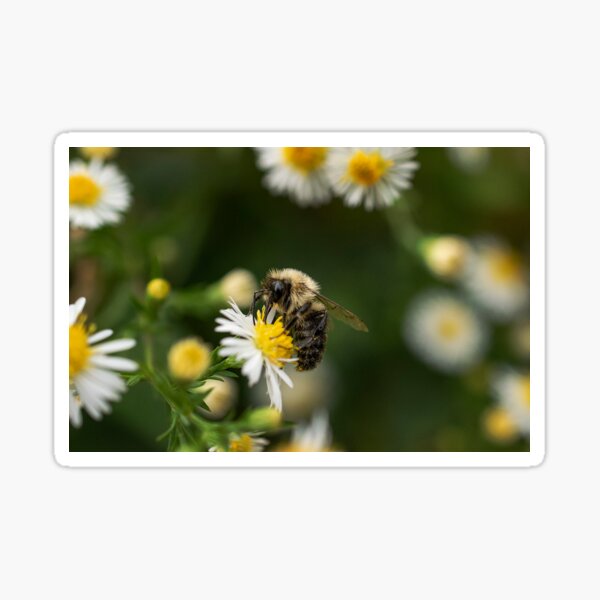"Pollinator" Sticker for Sale by Selena Smail | Redbubble