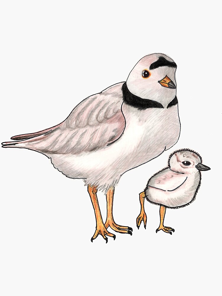 "Piping Plover with Chick" Sticker for Sale by TannerPeck | Redbubble
