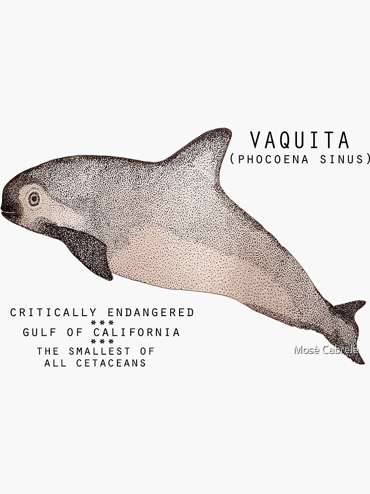 Pegatina «Vaquita (Phocoena sinus)» de ElCabrelo | Redbubble