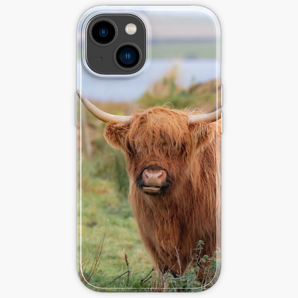 "Long haired Highland cattle - Highland cow, Highlander, Heilan coo ...