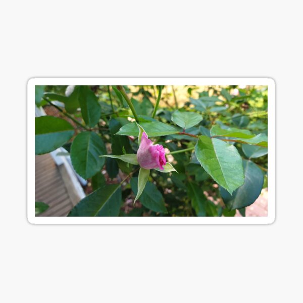 " Rose Bud" Sticker by Dee121 | Redbubble