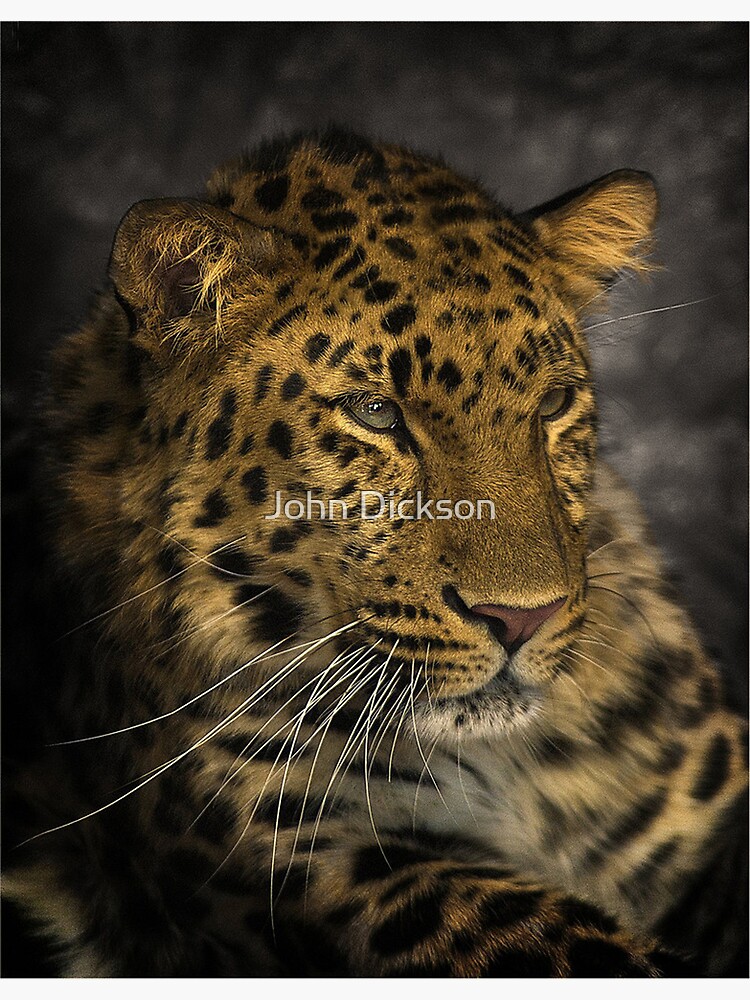 "Amur Leopard" Poster by RossDickson | Redbubble
