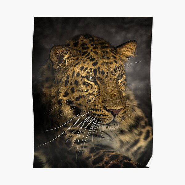 "Amur Leopard" Poster by RossDickson | Redbubble
