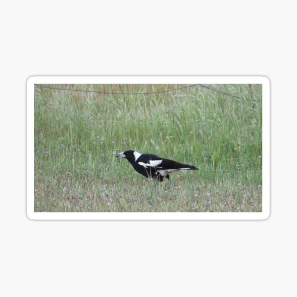 " magpie" Sticker by Dee121 | Redbubble