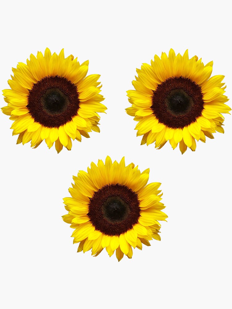 "tyler the creator flower boy sunflower" Sticker for Sale by lilenczuk ...