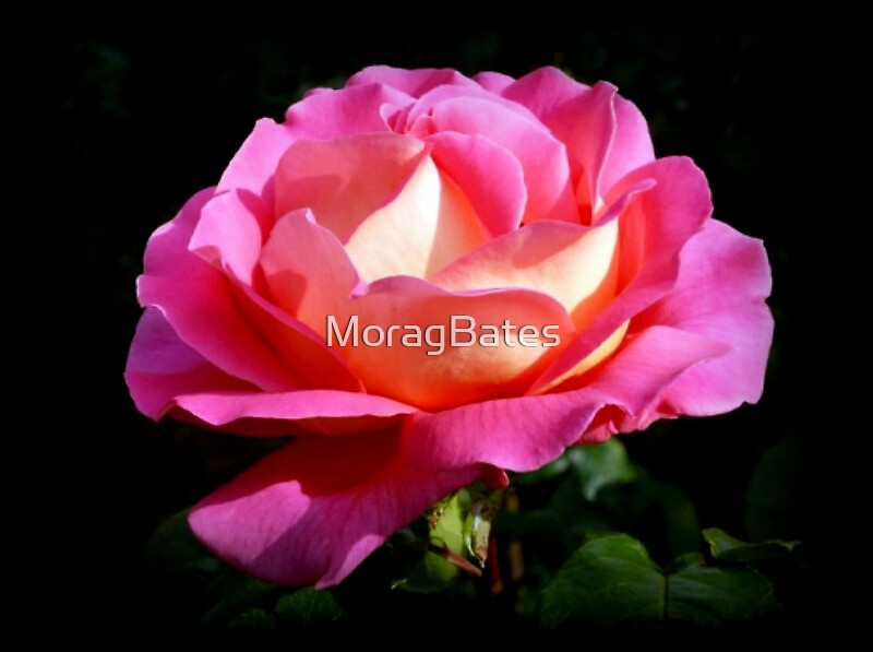 Sweet Rose Of Allendale By Morag Bates Redbubble