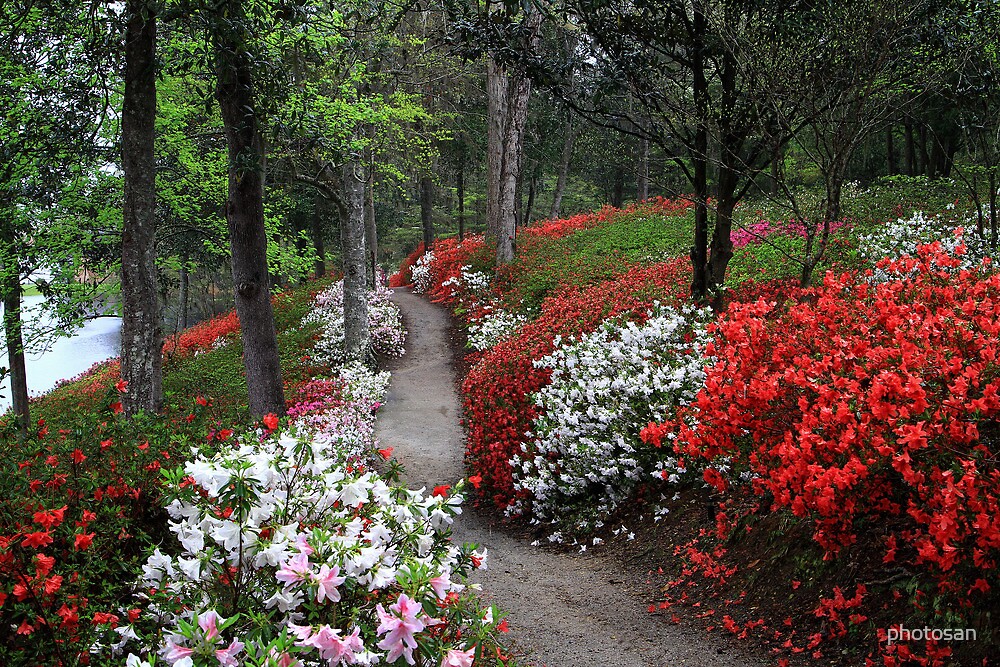 "Middleton Place Plantation - Colorful array of Azaleas" by photosan ...