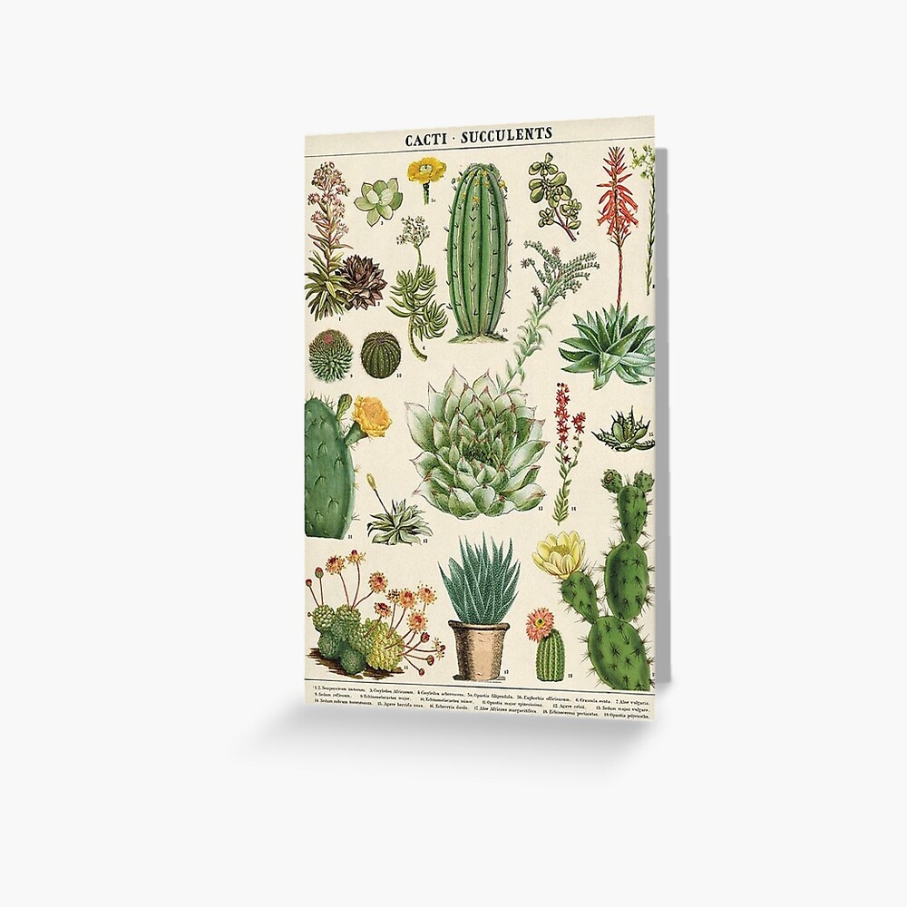 "succulents poster" Greeting Card by maximusfield | Redbubble