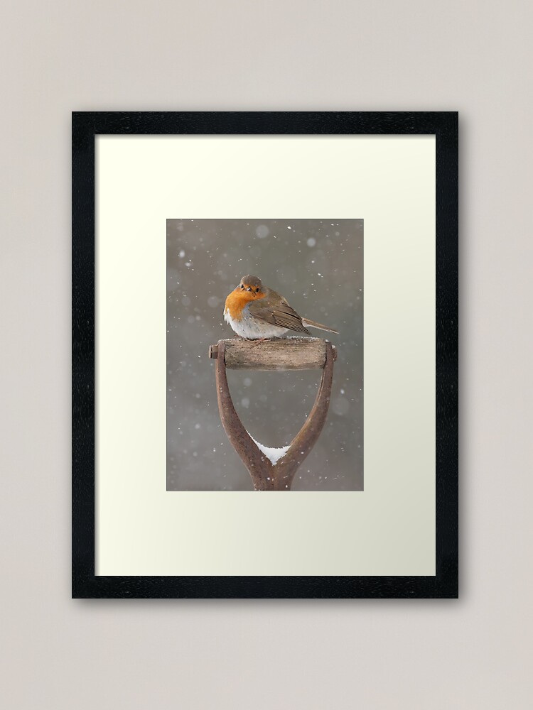 "Robin on old spade in the snow" Framed Art Print for Sale by ...