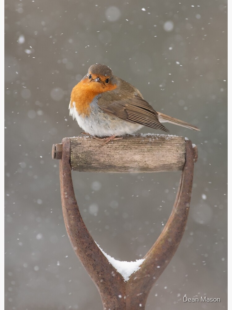 "Robin on old spade in the snow" Framed Art Print for Sale by ...