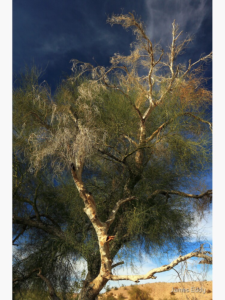"Colorado River Tamarisk" Poster by JamesEddy | Redbubble