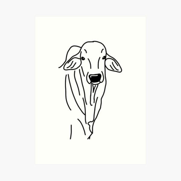 Brahman Cattle Art Prints | Redbubble