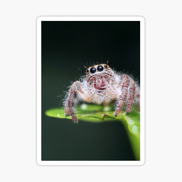 "Spider Stare " Sticker for Sale by newtree | Redbubble