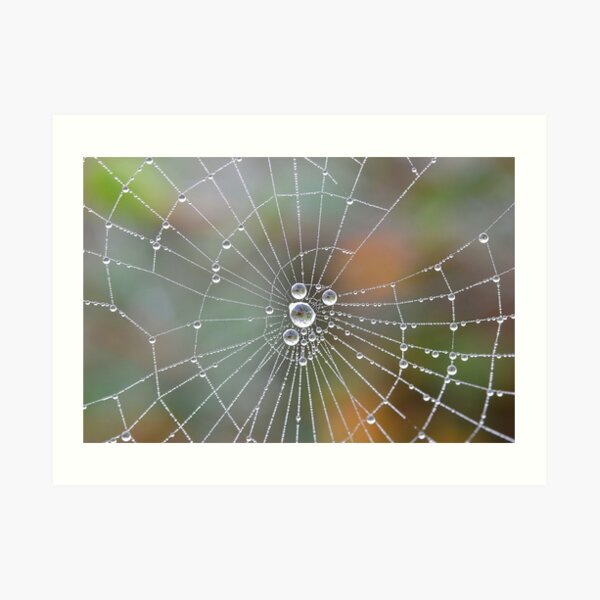 "Web Dew" Art Print for Sale by relayer51 | Redbubble