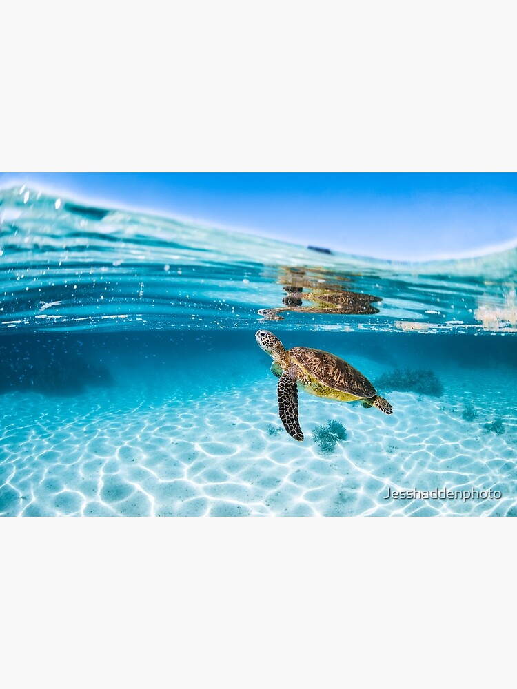 "Green Sea Turtle " Poster for Sale by Jesshaddenphoto | Redbubble