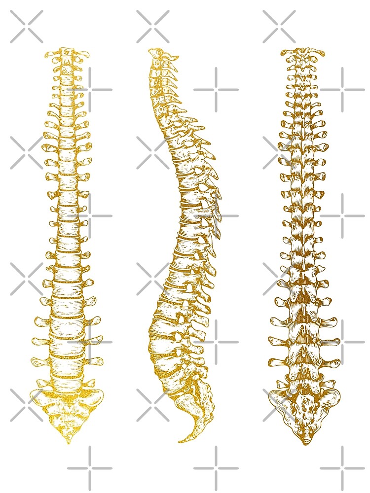 "Human Spine" Poster by erzebetth | Redbubble