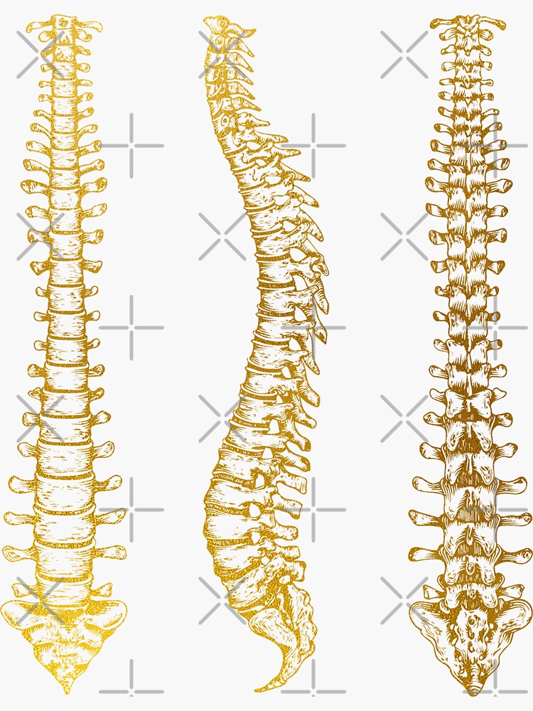 "Human Spine" Sticker for Sale by erzebetth | Redbubble