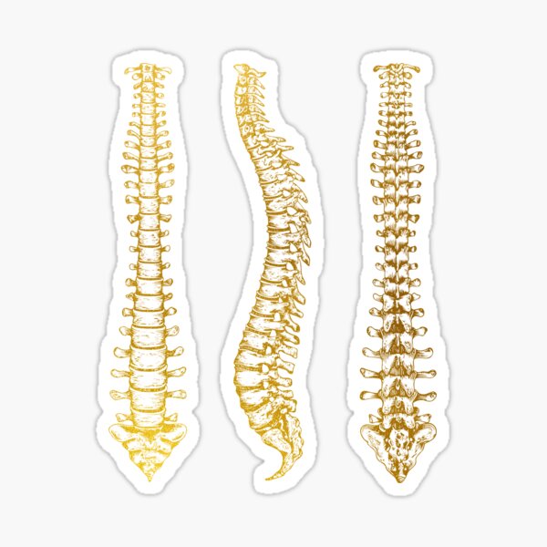 "Human Spine" Sticker for Sale by erzebetth | Redbubble