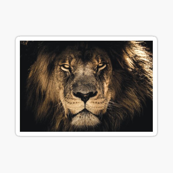 "Lion's Face " Sticker for Sale by AnastasiaDesign | Redbubble