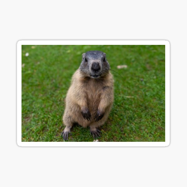 Marmot Gifts & Merchandise for Sale | Redbubble