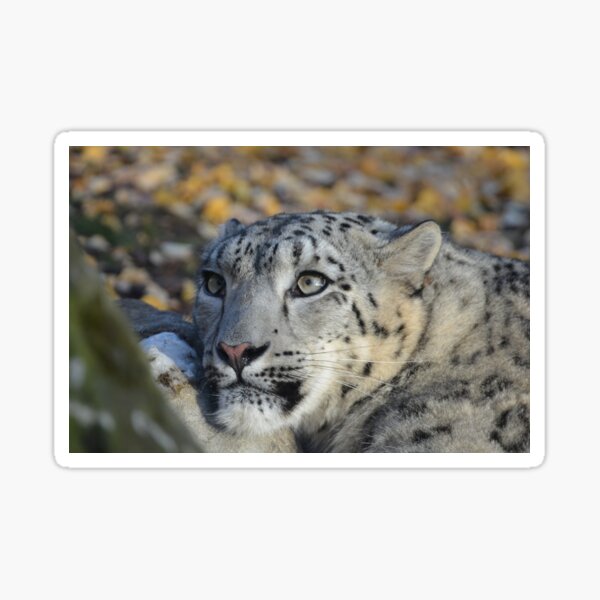 "Snow Leopard." Sticker for Sale by Dorothy26 | Redbubble
