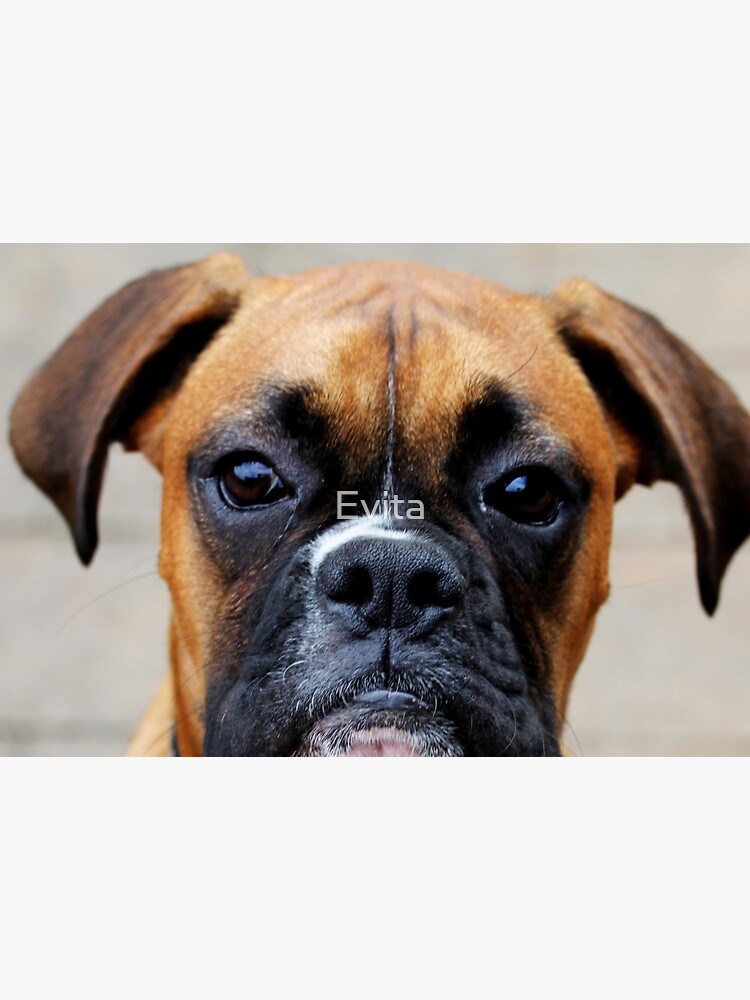 "Boxer Portrait - Boxer Dog Series" Mask for Sale by Evita | Redbubble