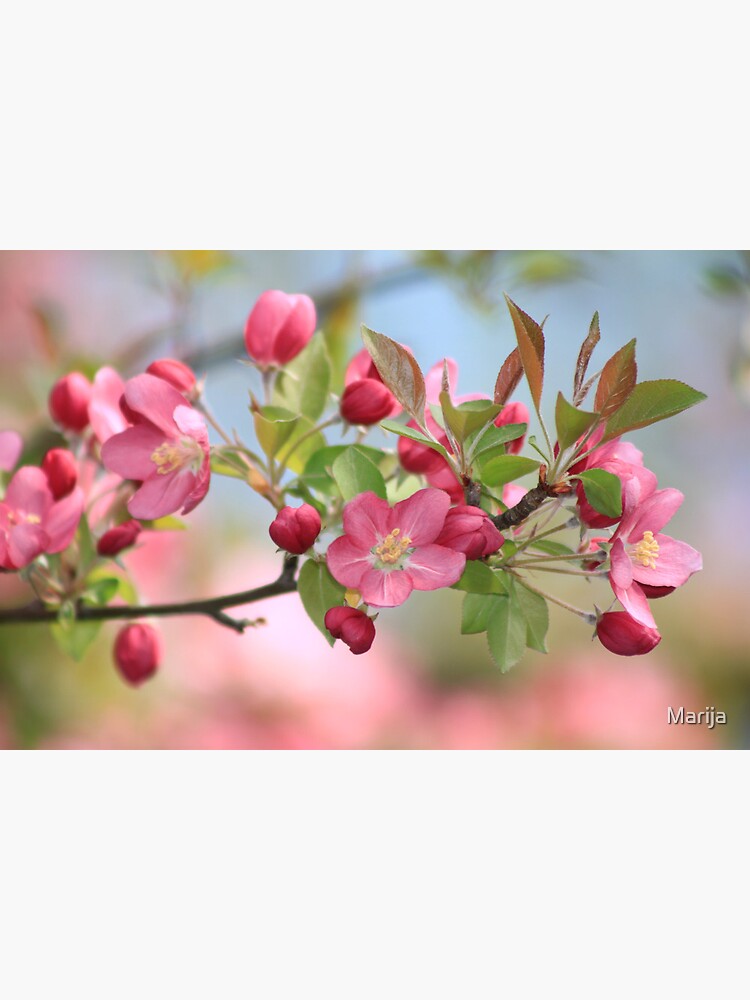 "Malus Hopa Flowering Crabapple" Poster for Sale by Marija | Redbubble