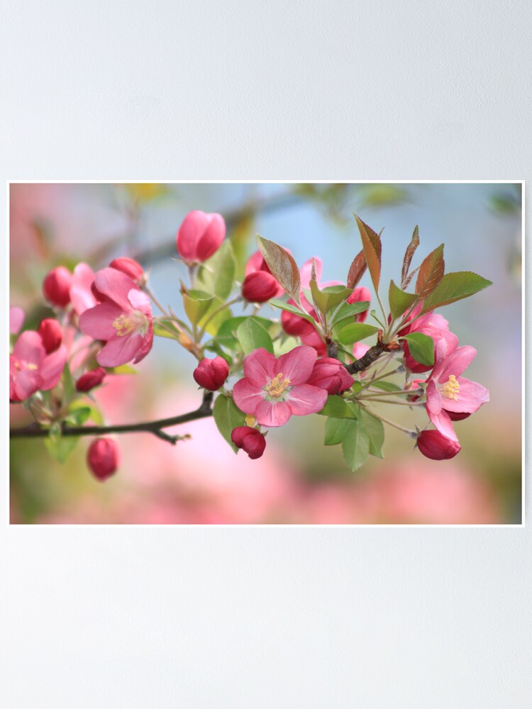 "Malus Hopa Flowering Crabapple" Poster for Sale by Marija | Redbubble