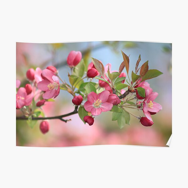 "Malus Hopa Flowering Crabapple" Poster for Sale by Marija | Redbubble