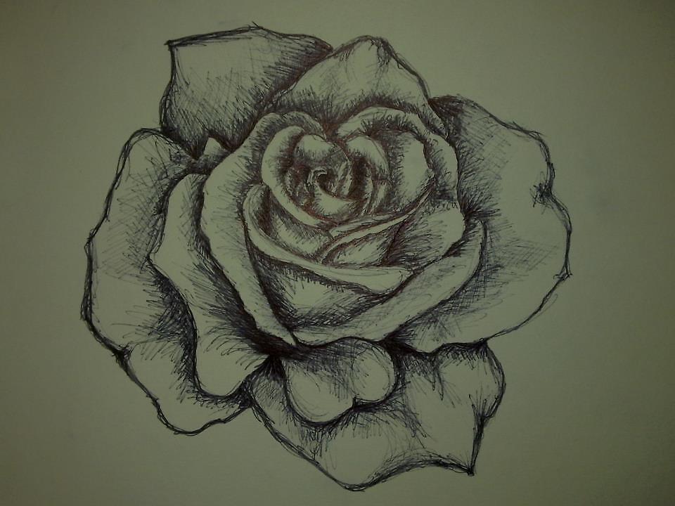 "biro pen rose" by KellC | Redbubble