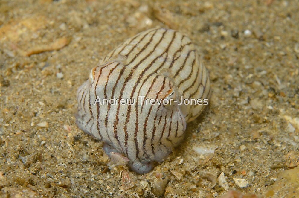 "Striped Pyjama Squid - Sepioloidea lineolata" by Andrew Trevor-Jones ...
