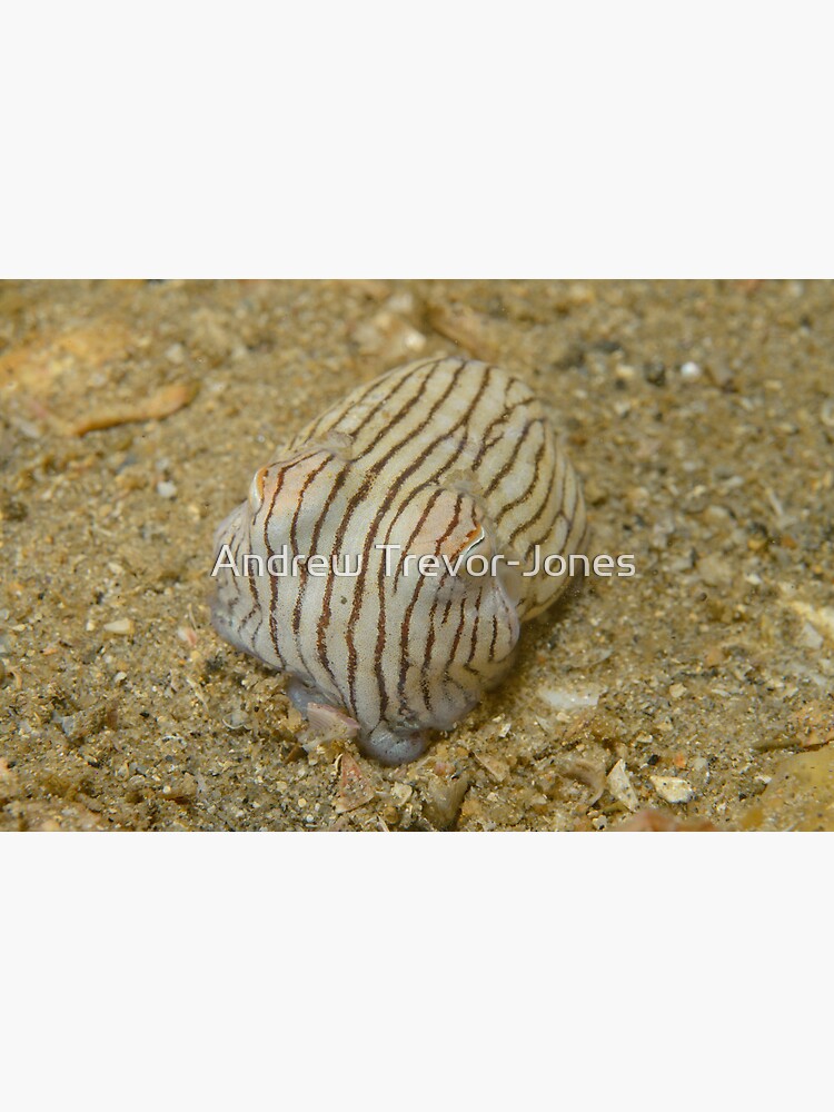 "Striped Pyjama Squid - Sepioloidea lineolata" Poster by andrewtj ...