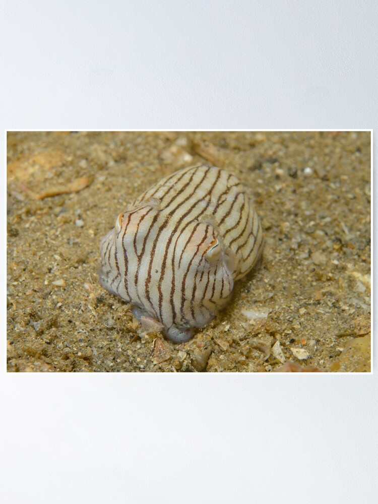 "Striped Pyjama Squid - Sepioloidea lineolata" Poster by andrewtj ...