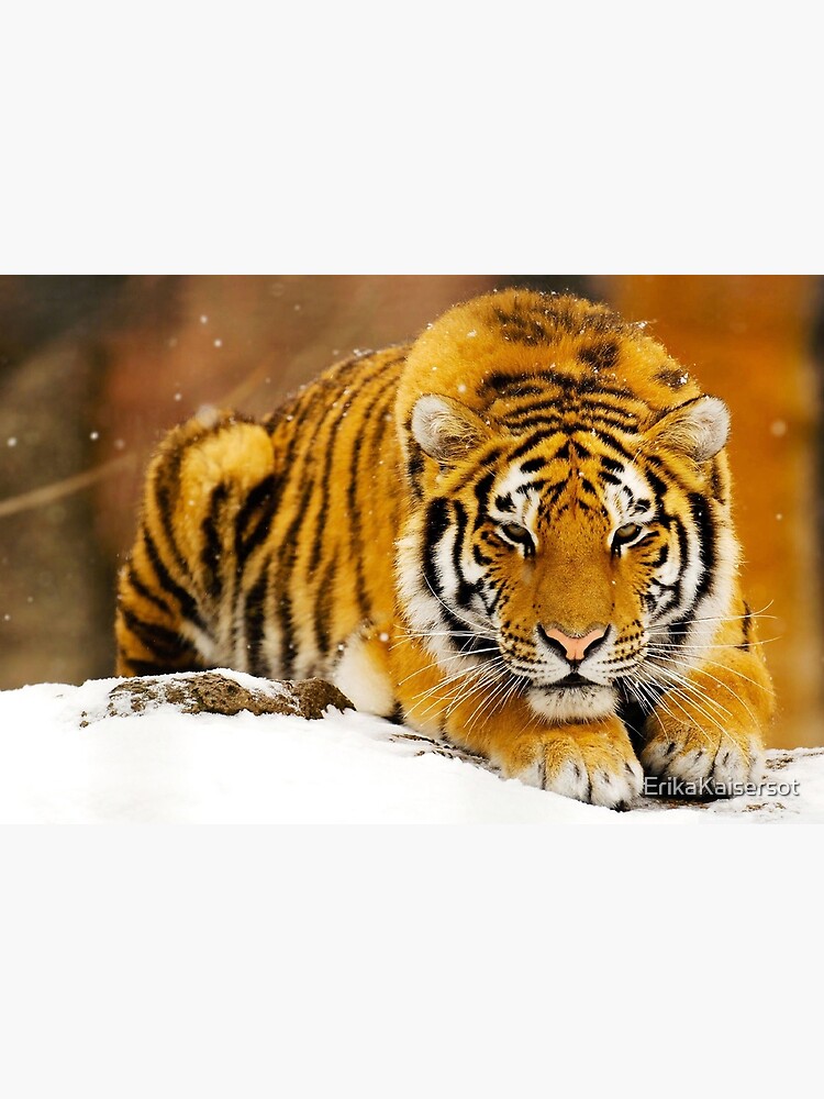 "Siberian Tiger" Poster by ErikaKaisersot | Redbubble