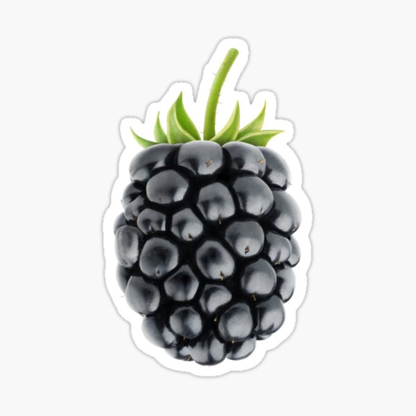 "One beautiful blackberry" Sticker for Sale by 6hands | Redbubble
