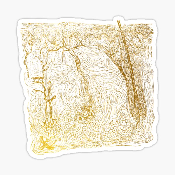 "Skin section" Sticker for Sale by erzebetth | Redbubble