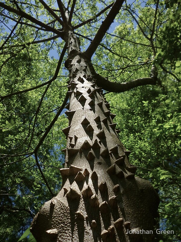 "Hercules Club Tree View By Jonathan Green" by Jonathan Green | Redbubble