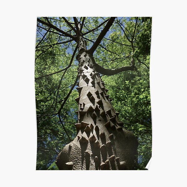 "Hercules Club Tree View By Jonathan Green" Poster by HarryG96 | Redbubble